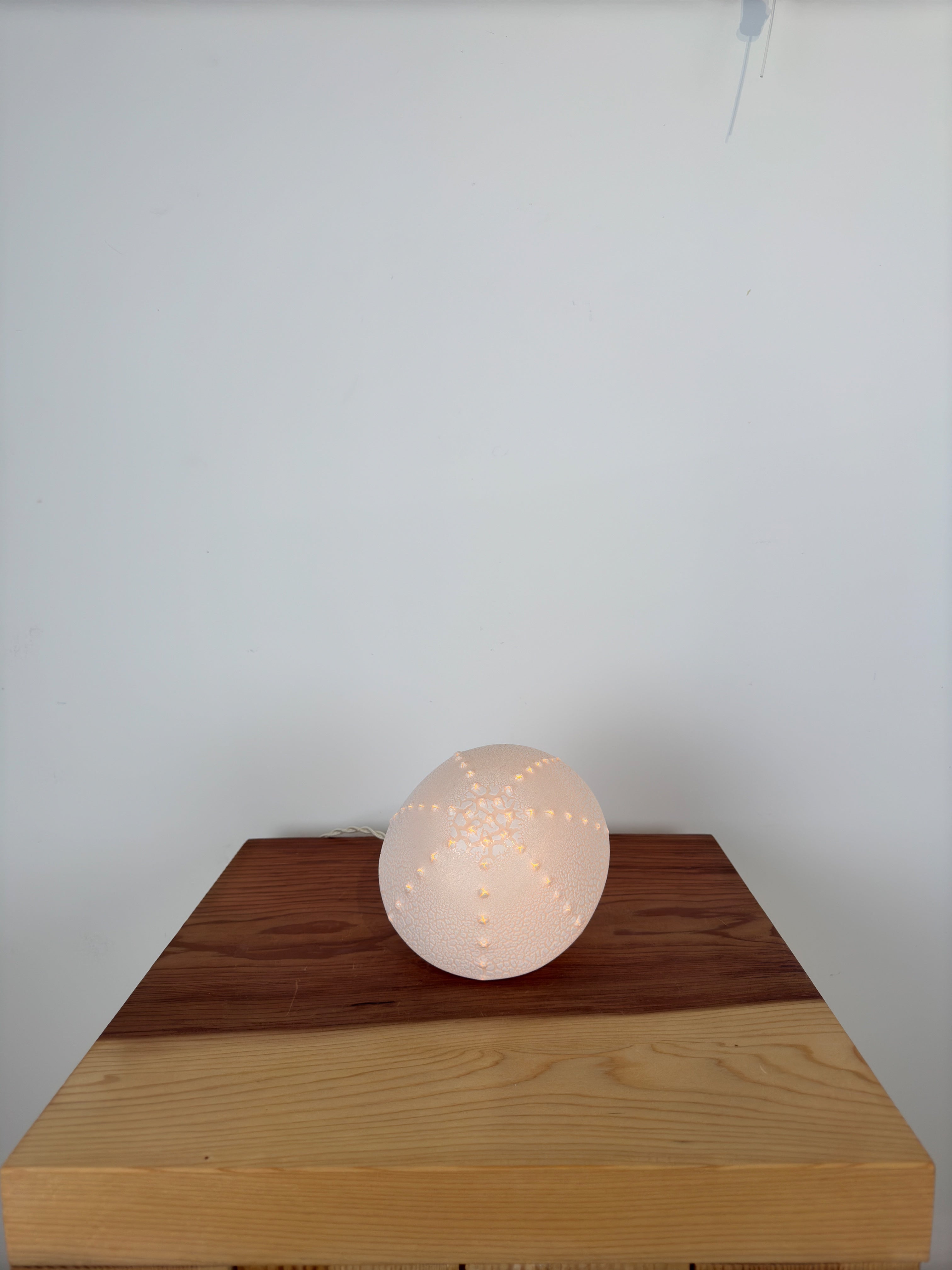 Original Urchin – Bryher Gallery Online